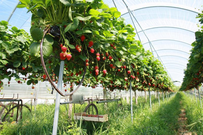 La filière Fruits rouge des Monts du Velay face à l’incertitude ...