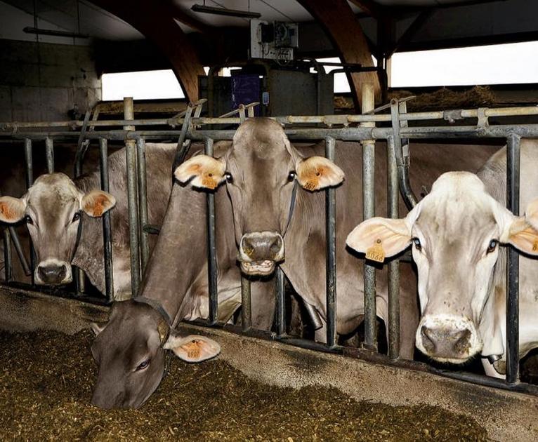La filière lait du Massif central veut devenir plus attractive ...