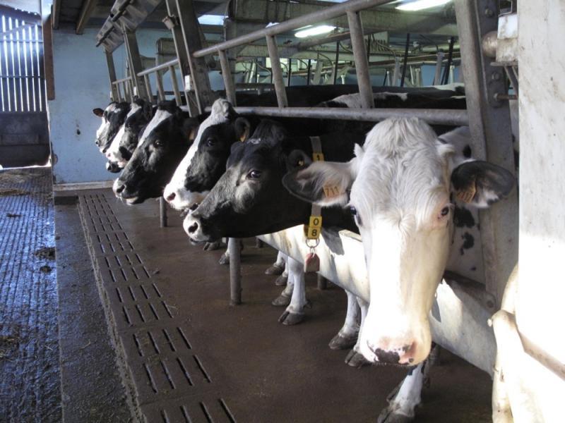 Producteurs de lait : demandez vos aides couplées | Agriculture Massif ...