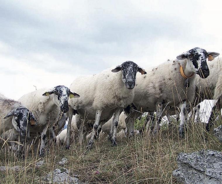 Les rustiques, un concentré de potentiel | Agriculture Massif central ...