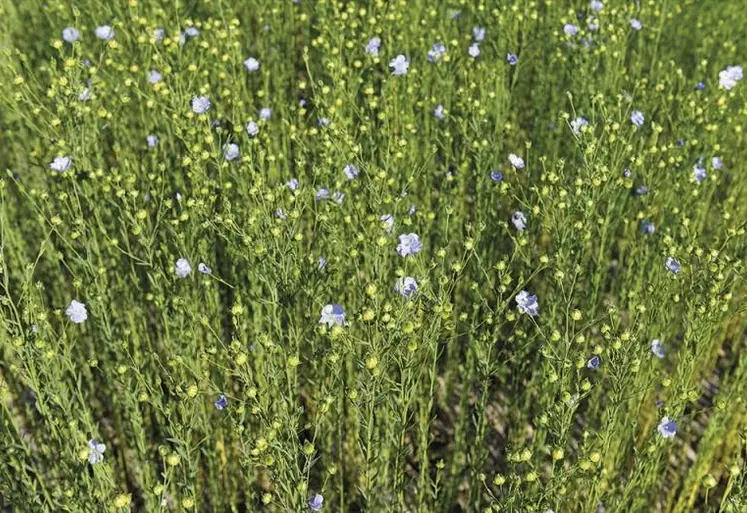 lin | Agriculture Massif central | PAMAC