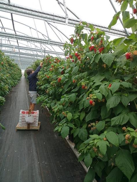 Petits fruits rouges : Sicoly veut répondre à la demande en framboises ...