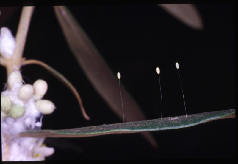 Fiche : Les chrysopes | Réussir fruits & légumes