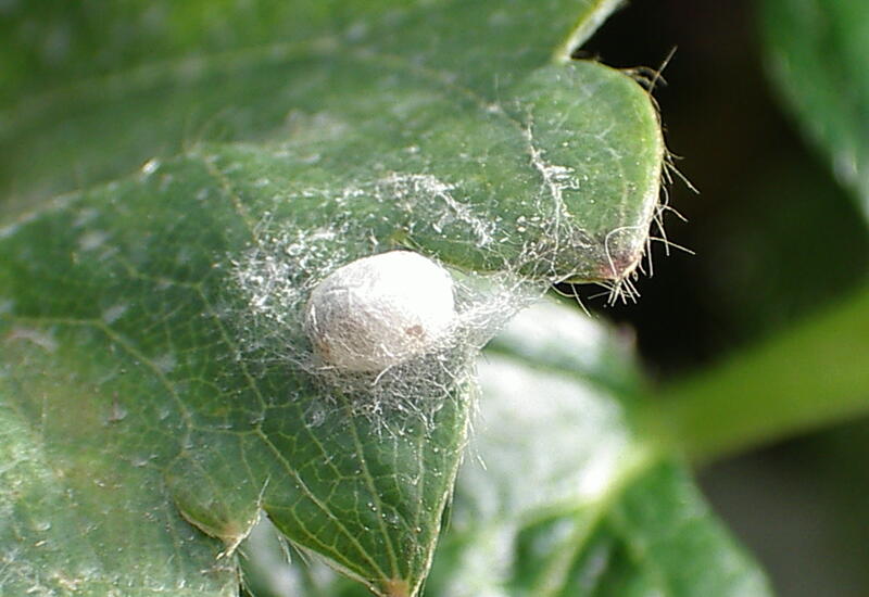 Fiche : Les chrysopes | Réussir fruits & légumes